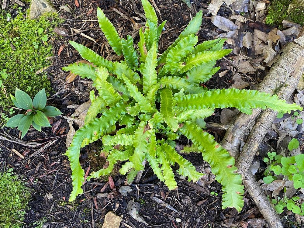 Photo of the entire plant of Hart's Tongue Fern (Asplenium ...