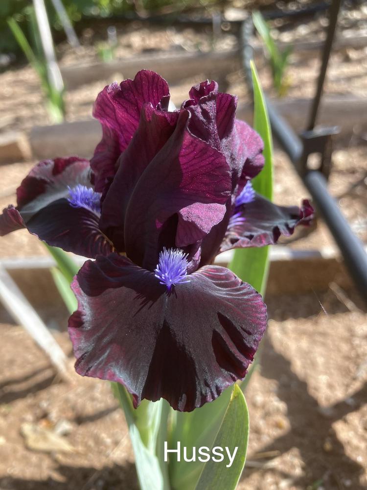 Photo of the bloom of Standard Dwarf Bearded Iris (Iris 'Hussy') posted by Tullyveairis - Garden.org