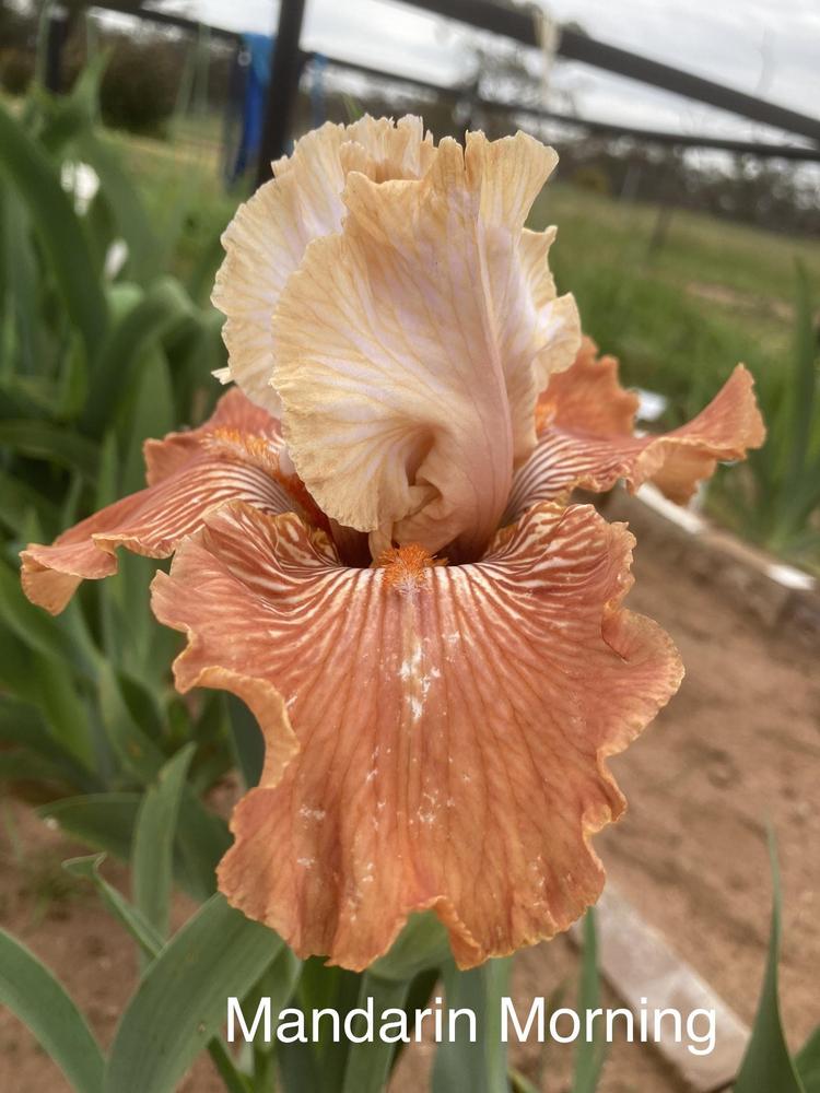 Photo of the bloom of Tall Bearded Iris (Iris 'Mandarin Morning') posted by Tullyveairis ...