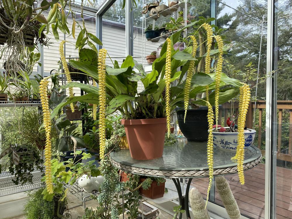 Golden Chain Orchid (Coelogyne magna) - Garden.org