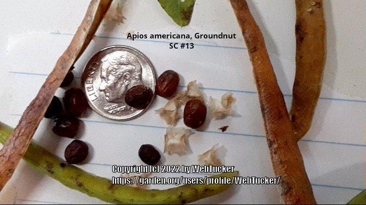Photo of the seeds of Ground Nut (Apios americana) posted by WebTucker ...
