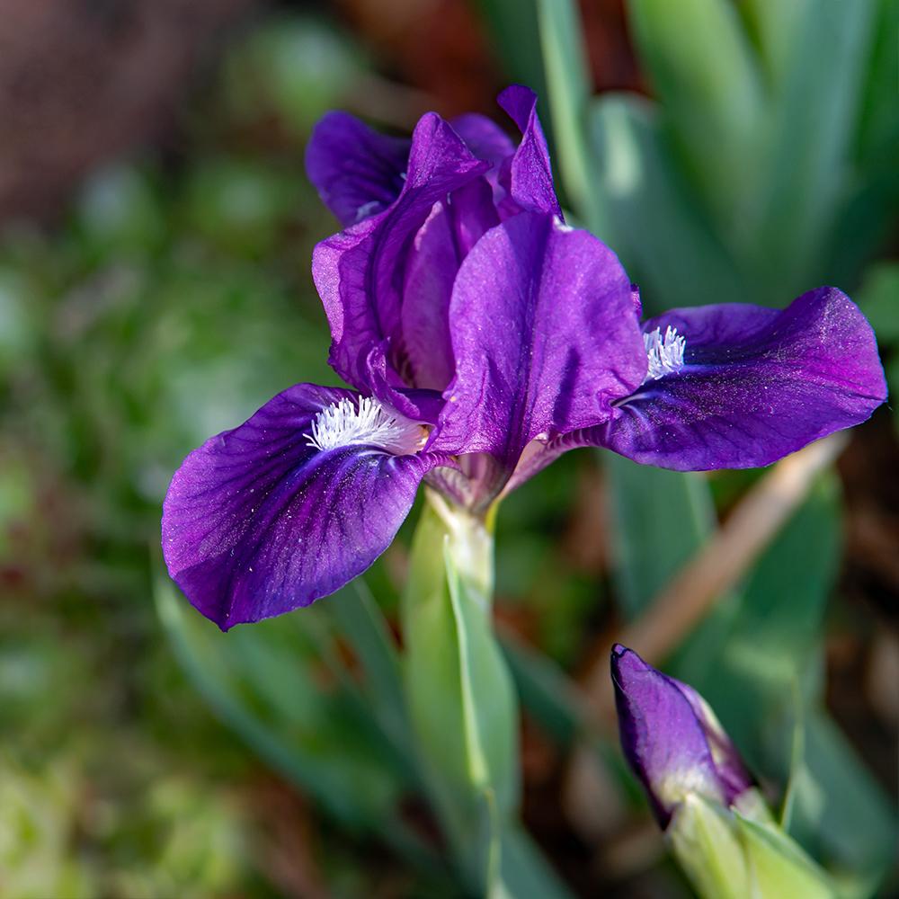 Photo of the bloom of Miniature Dwarf Bearded Iris (Iris 'Bit More ...