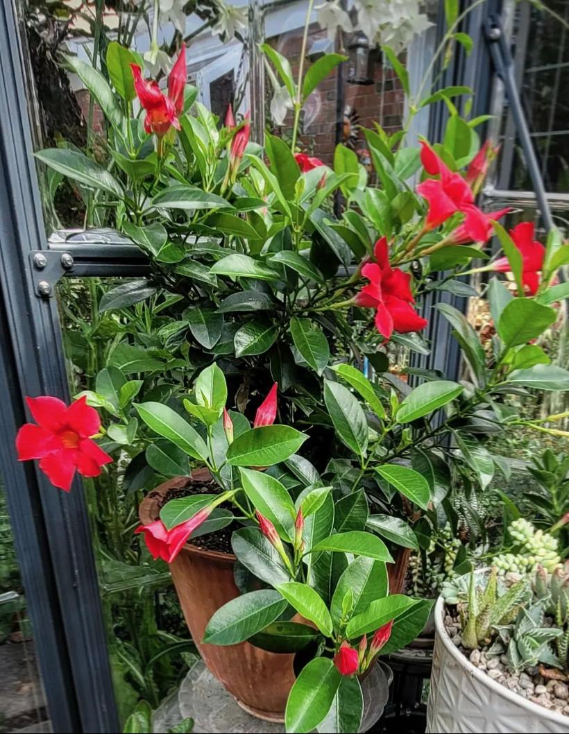 Photo of the entire plant of Mandevilla splendens posted by dnrevel ...