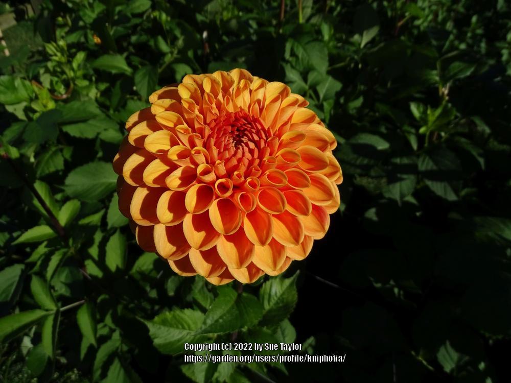 Dahlia 'Ruth Ann' in the Dahlias Database - Garden.org