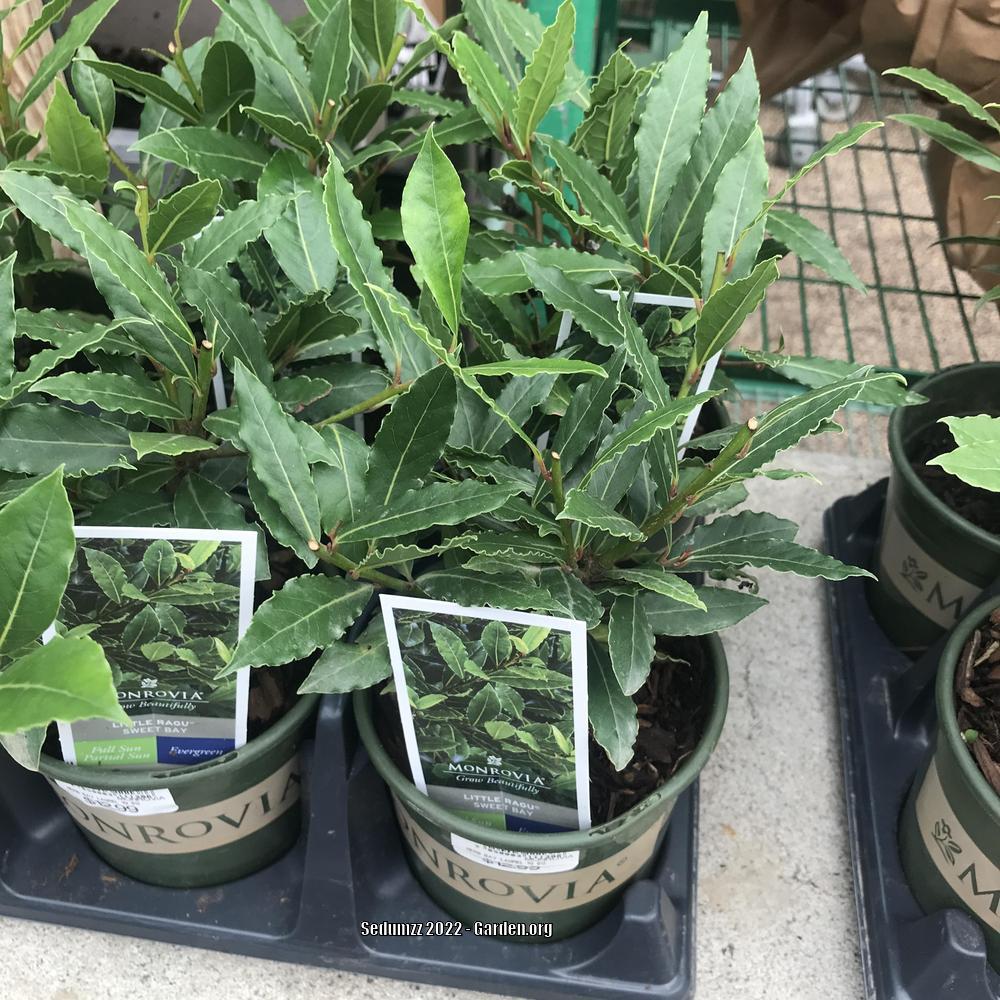 Photo of the entire plant of Bay Laurel (Laurus nobilis Little Ragu ...