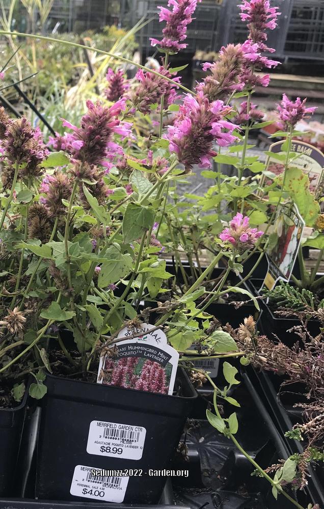 Photo of the entire plant of Dwarf Hummingbird Mint (Agastache Poquito ...