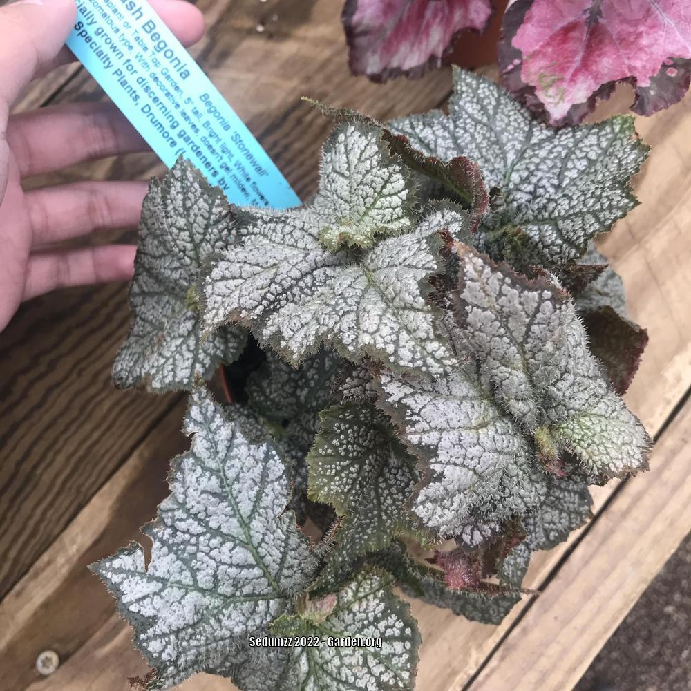 Photo of the entire plant of Begonia 'Stone Wall' posted by sedumzz ...