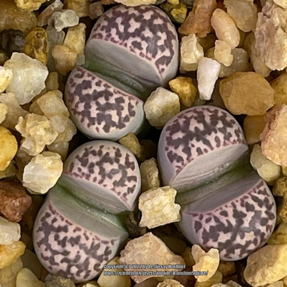 Photo of the entire plant of Living Stones (Lithops naureeniae) posted ...