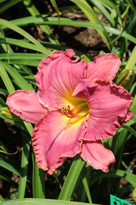 Photo of the bloom of Daylily (Hemerocallis 'Roman Cohort') posted by ...