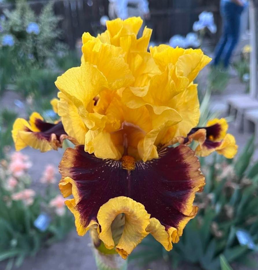 Photo of the bloom of Tall Bearded Iris (Iris 'Mind Blowing') posted by ...