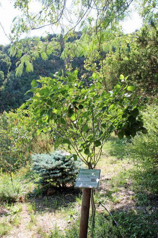 Photo of the entire plant of Azarole (Crataegus azarolus) posted by ...