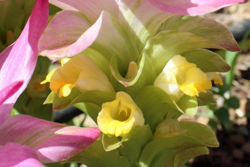 Photo of the bloom of Turmeric (Curcuma longa) posted by RuuddeBlock ...