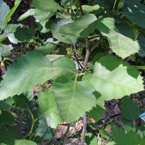 Azarole (Crataegus azarolus) - Garden.org