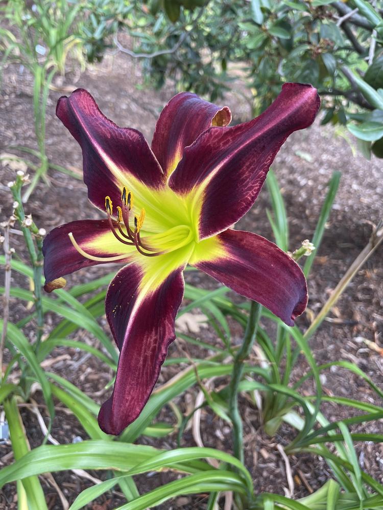 Photo of the bloom of Daylily (Hemerocallis 'Brown Delicious') posted ...