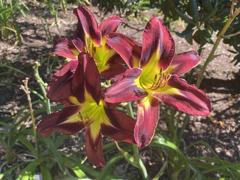 Daylily (Hemerocallis 'Brown Delicious') in the Daylilies Database ...