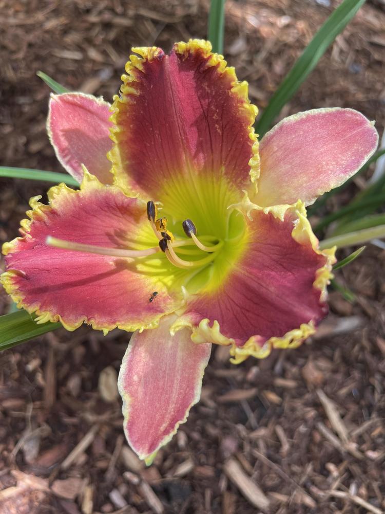 Photo of the bloom of Daylily (Hemerocallis 'Body Snatchers') posted by ...