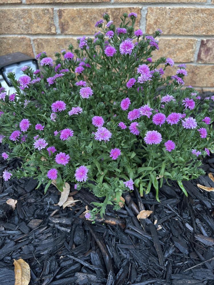 New York Aster (Symphyotrichum novi-belgii 'Magic Pink') in the Asters ...
