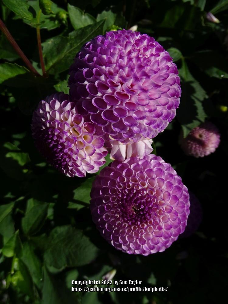 Photo of the bloom of Dahlia 'Ivor's Rhonda' posted by kniphofia ...