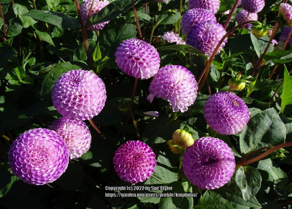 Photo of the bloom of Dahlia 'Ivor's Rhonda' posted by kniphofia ...