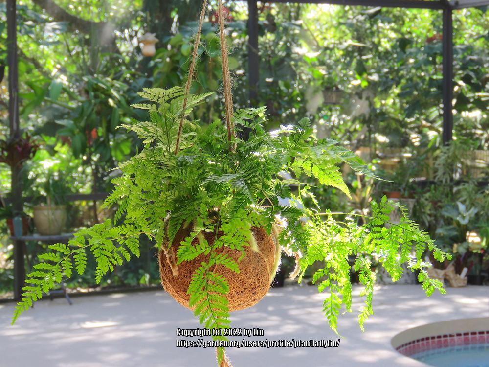 Photo of the entire plant of White Rabbit's Foot Fern (Davallia ...
