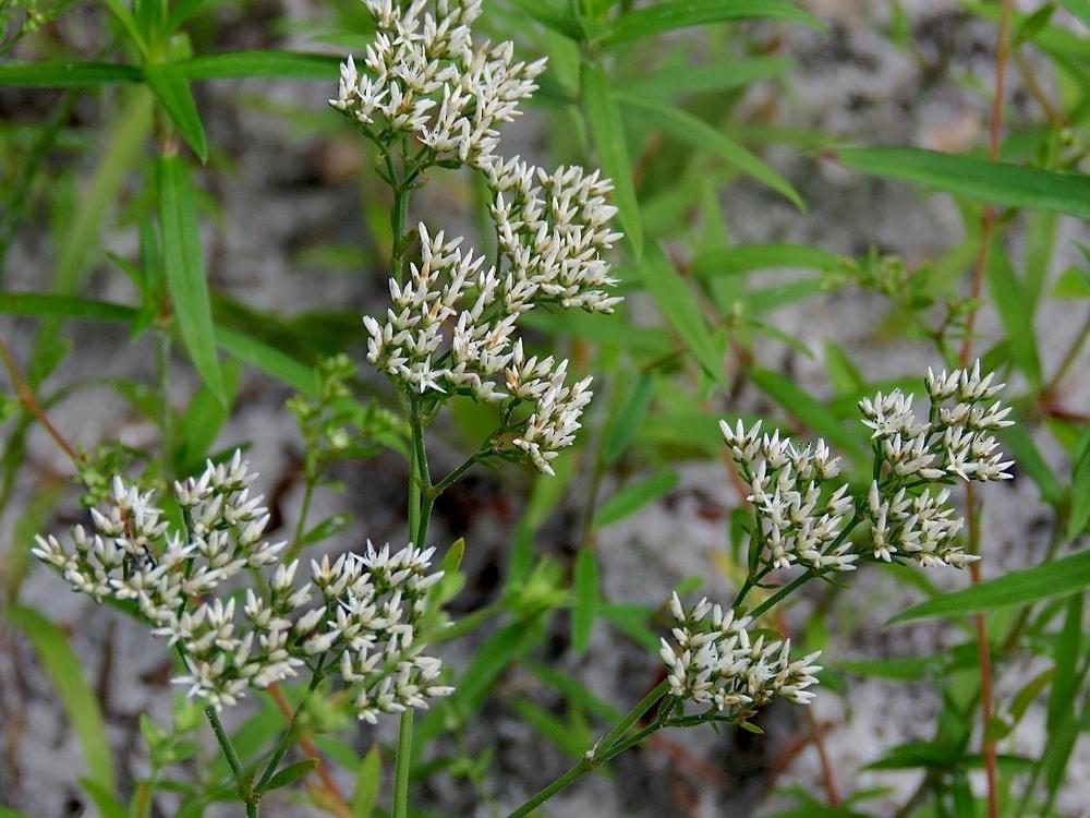 Photo of the entire plant of Sand Squares (Paronychia rugelii) posted ...