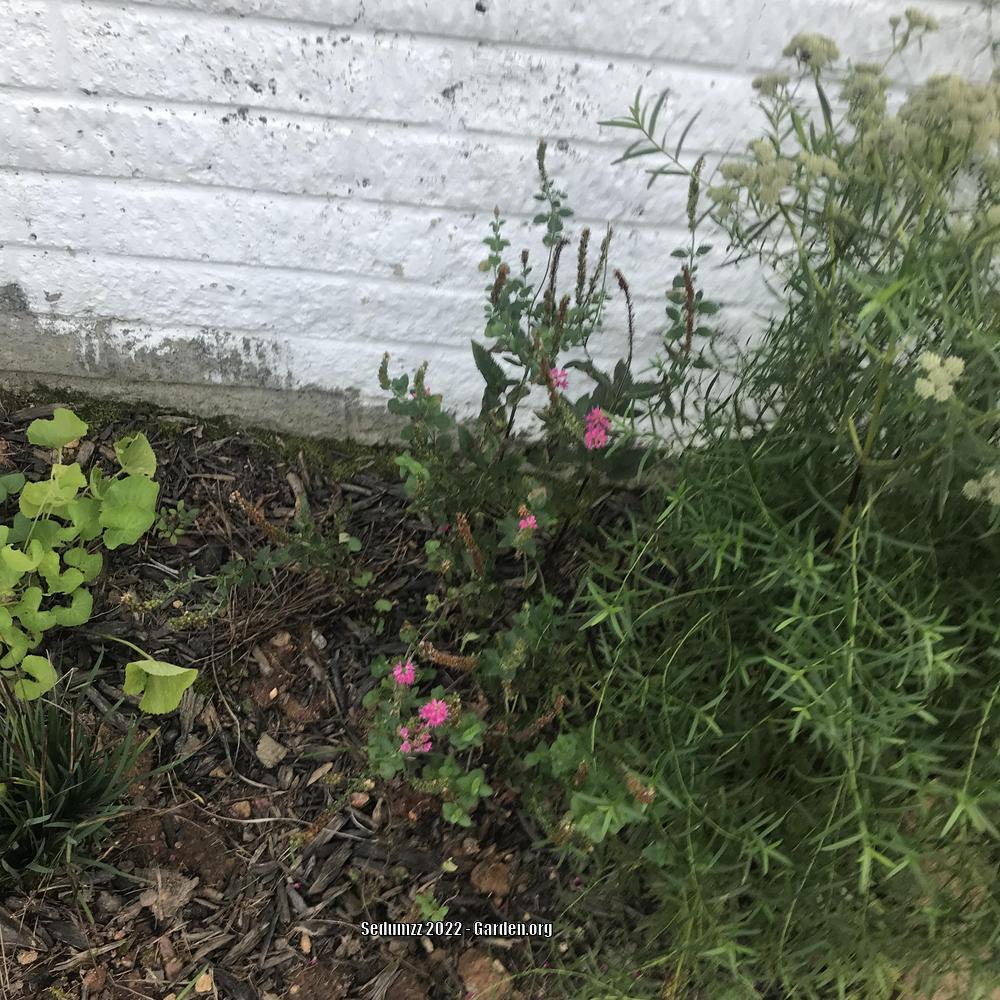 Photo of the entire plant of Spike Speedwell (Veronica longifolia First ...