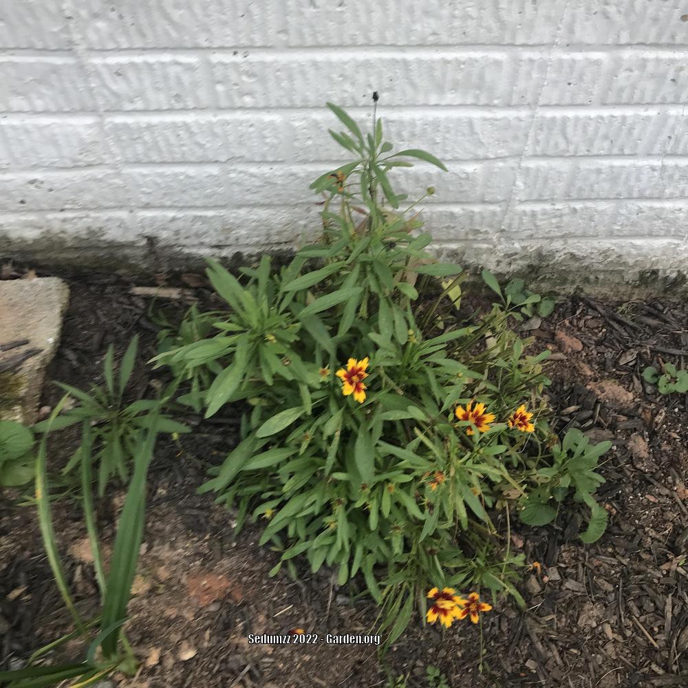 Photo of the entire plant of Tickseed (Coreopsis UpTick™ Gold & Bronze ...
