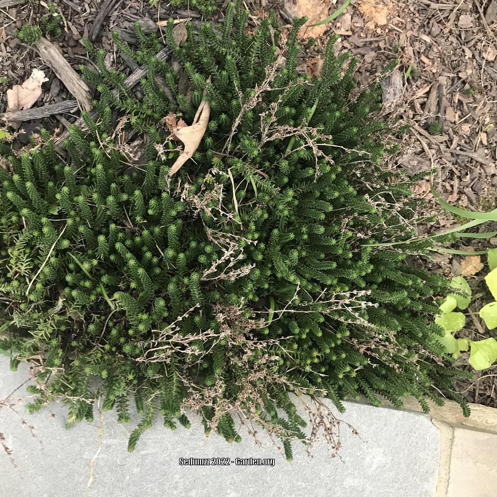 Photo of the entire plant of Tasteless Stonecrop (Sedum sexangulare ...