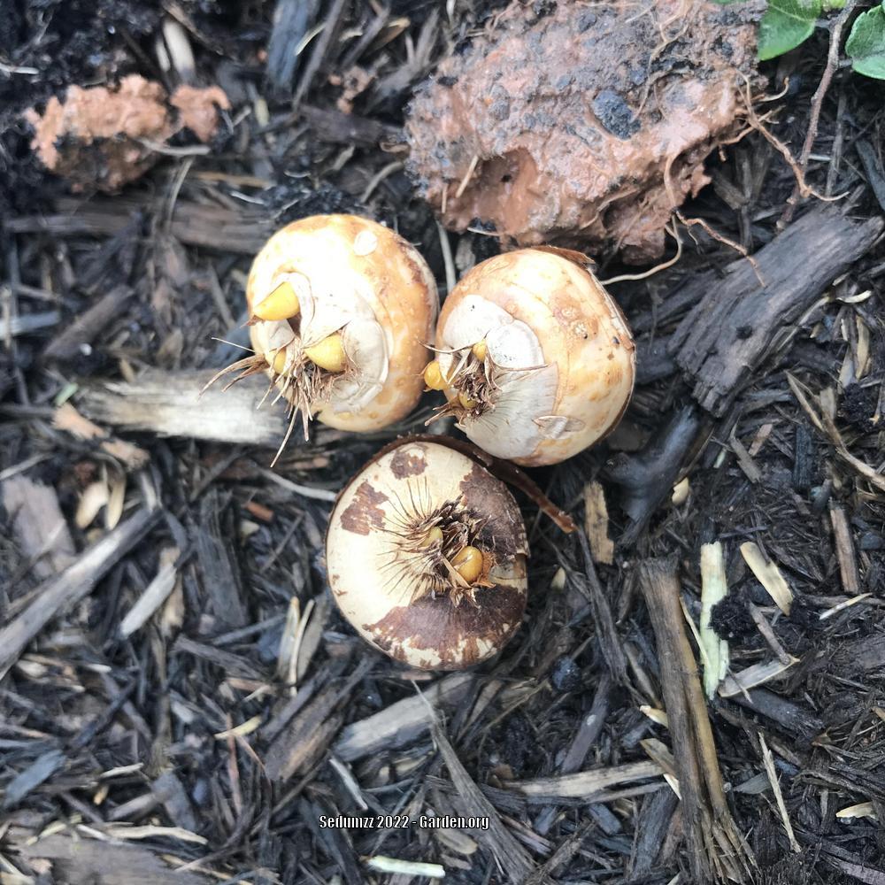 Photo of the bulb of Snow Crocus (Crocus chrysanthus 'Advance') posted ...