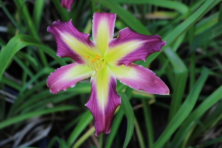 Photo of the bloom of Daylily (Hemerocallis 'Purple Swordfish') posted ...