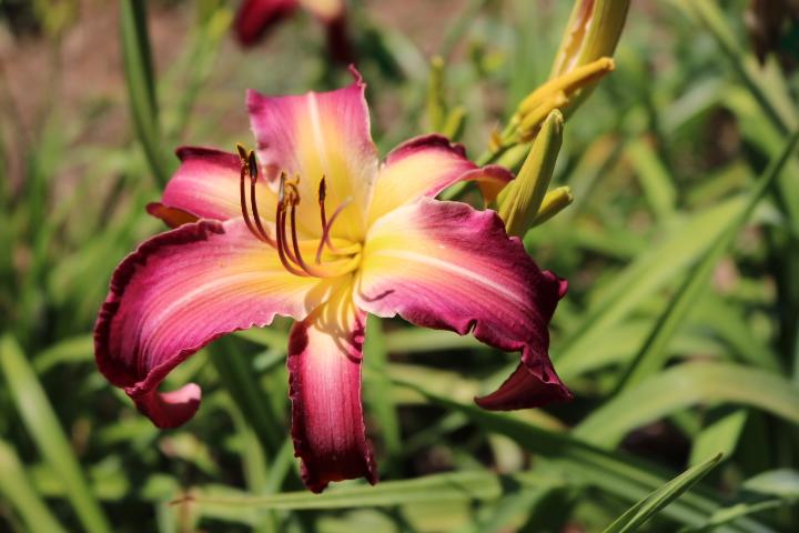 Photo of the bloom of Daylily (Hemerocallis 'Raspberry Grin') posted by ...