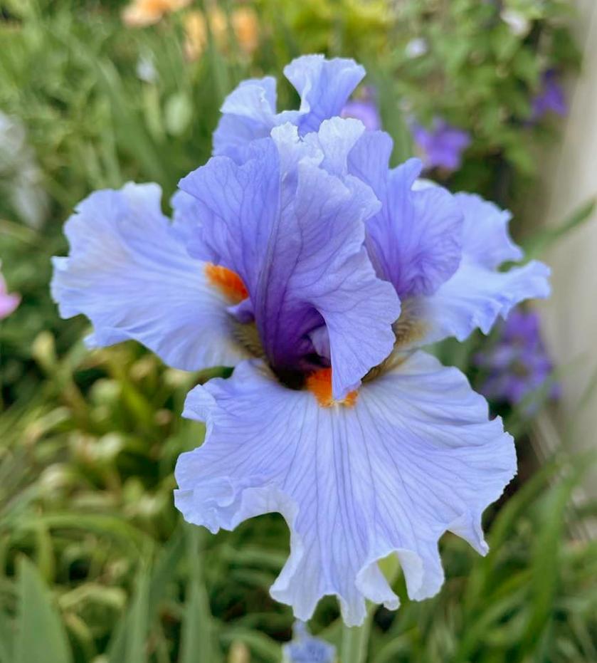 Photo of the bloom of Tall Bearded Iris (Iris 'Bluebird of Happiness') posted by MaryDurtschi ...