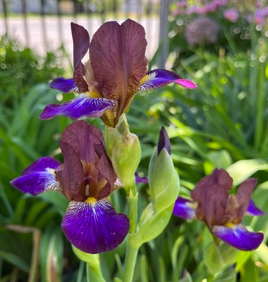 Photo of the bloom of Miniature Tall Bearded Iris (Iris 'Chocolate ...