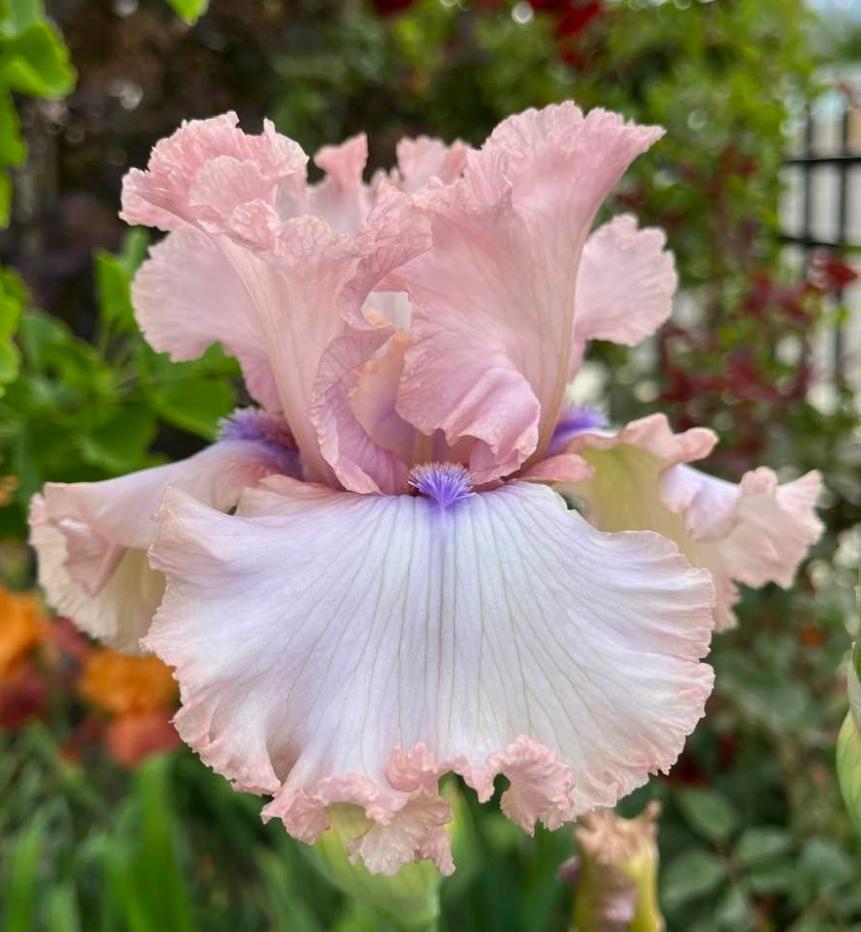 Photo of the bloom of Tall Bearded Iris (Iris 'Don't Stop Believing ...