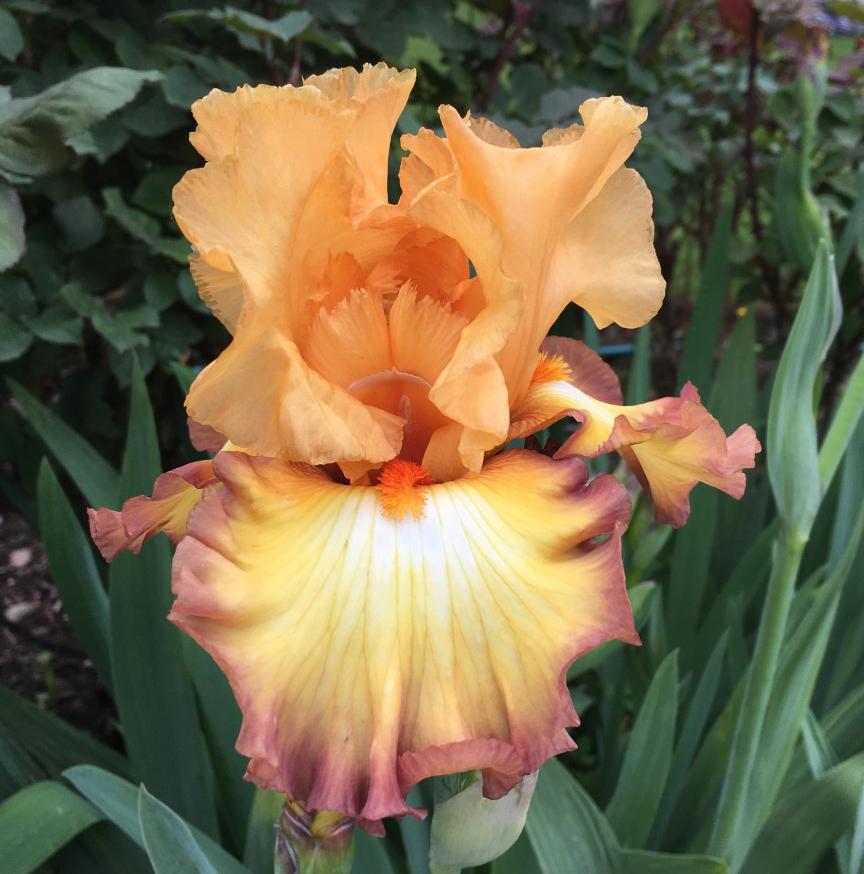 Photo of the bloom of Tall Bearded Iris (Iris 'Oil Painting') posted by MaryDurtschi - Garden.org