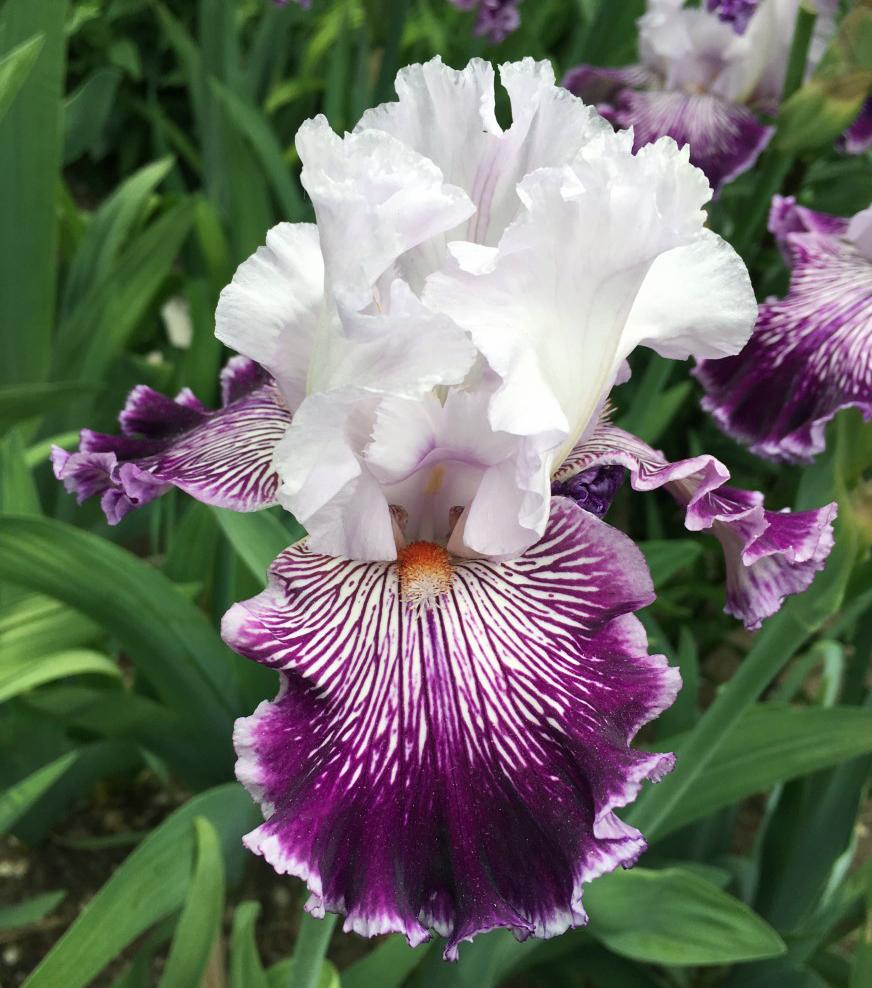 Photo of the bloom of Tall Bearded Iris (Iris 'Gypsy Geena') posted by ...
