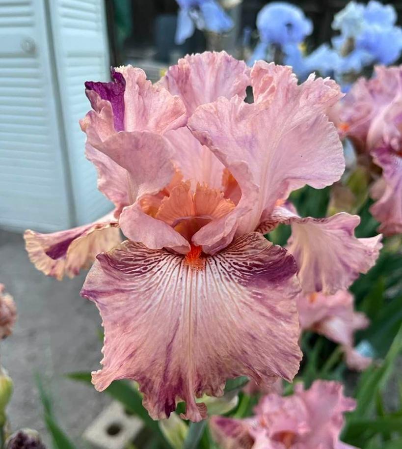 Photo of the bloom of Tall Bearded Iris (Iris 'Nigerian Raspberry ...
