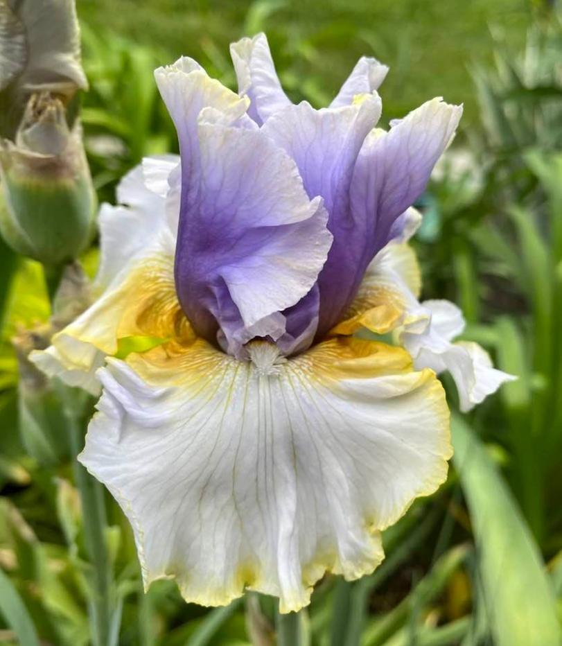 Photo of the bloom of Tall Bearded Iris (Iris 'Easter Charm') posted by MaryDurtschi - Garden.org