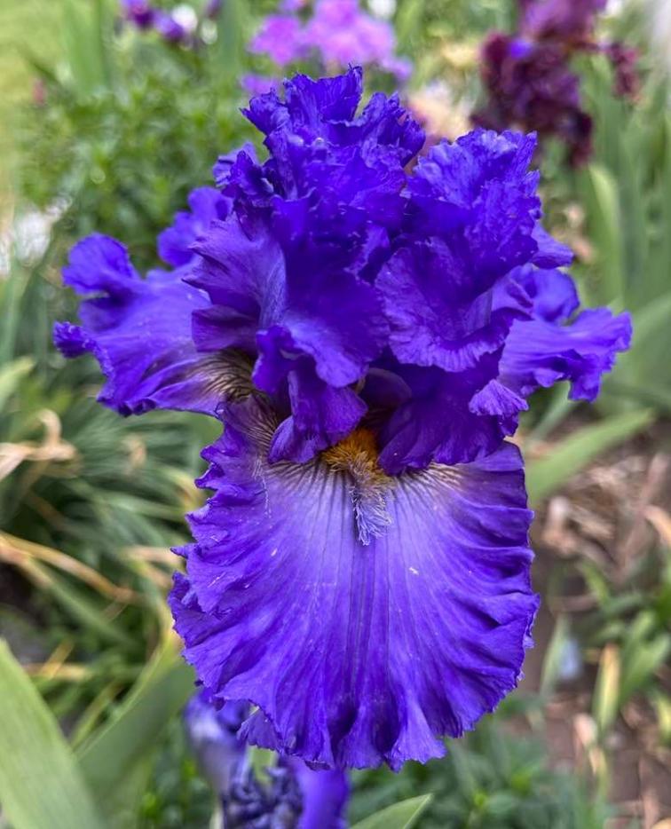 Photo of the bloom of Tall Bearded Iris (Iris 'Like a Breeze') posted ...