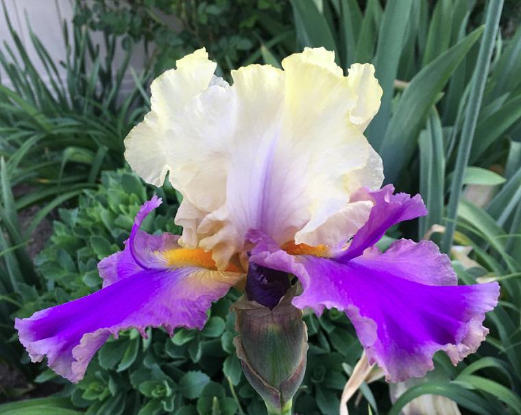 Photo of the bloom of Tall Bearded Iris (Iris 'Mist Arising') posted by ...