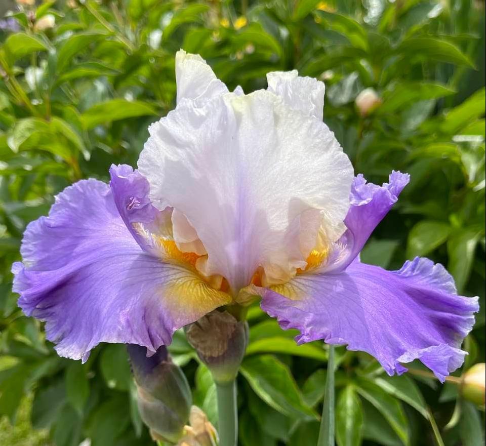 Photo of the bloom of Tall Bearded Iris (Iris 'Mist Arising') posted by ...