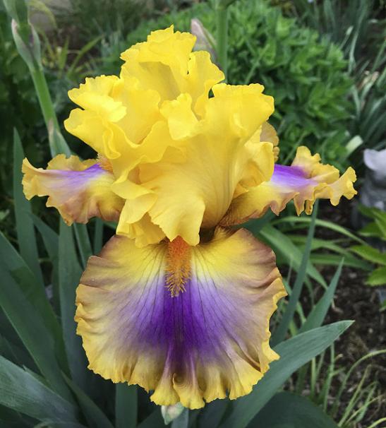 Photo of the bloom of Tall Bearded Iris (Iris 'Good Morning Sunshine ...