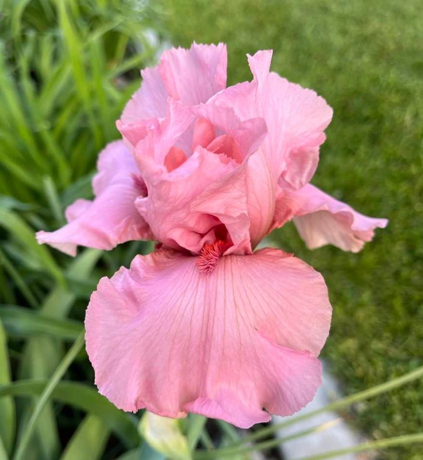 Photo of the bloom of Tall Bearded Iris (Iris 'I Pink I Can') posted by ...