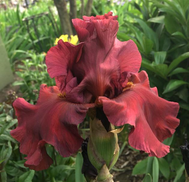 Photo of the bloom of Tall Bearded Iris (Iris 'Dynamite') posted by ...