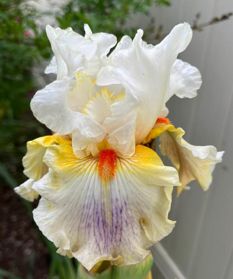 Photo of the bloom of Tall Bearded Iris (Iris 'Quandary') posted by MaryDurtschi - Garden.org