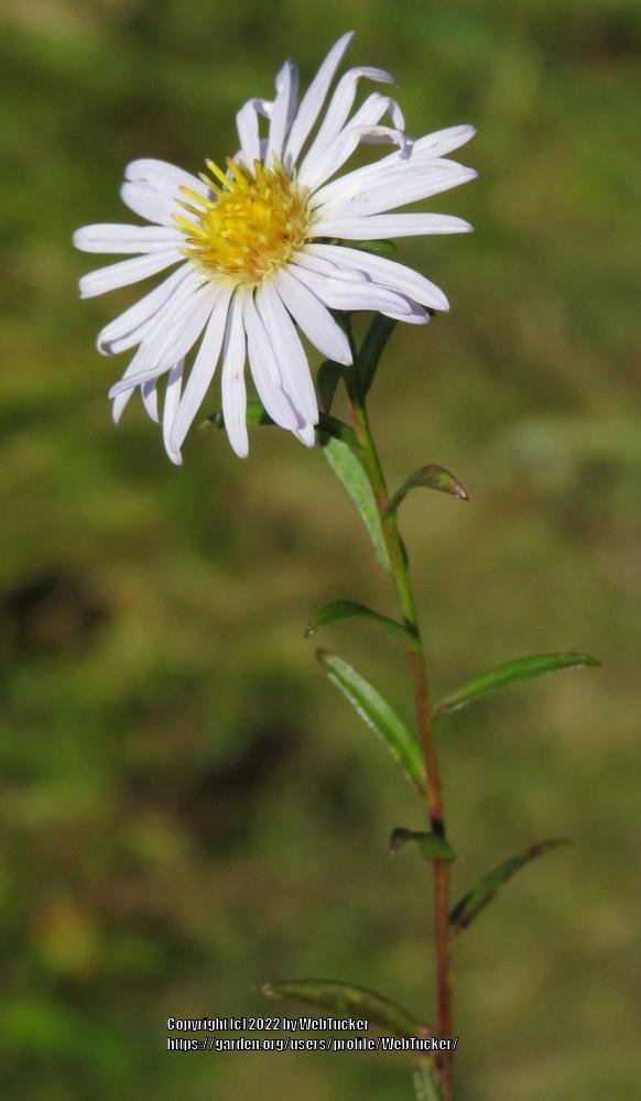 Photo of the bloom of Rice Button Aster (Symphyotrichum dumosum) posted ...