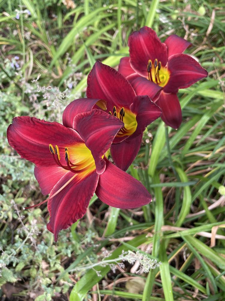 Photo of the bloom of Daylily (Hemerocallis 'Chicago Apache') posted by ...