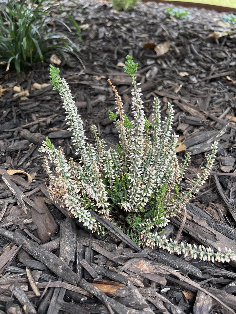 Photo of the entire plant of Scots Heather (Calluna vulgaris Beauty ...