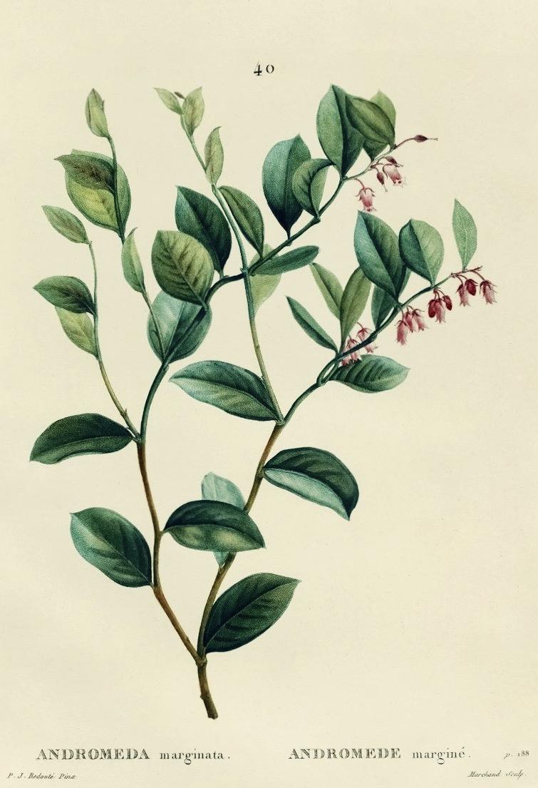 Fetterbush (Lyonia lucida) - Garden.org