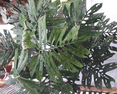 'Endless Forms Most Beautiful' The aroid photo gallery in the ...